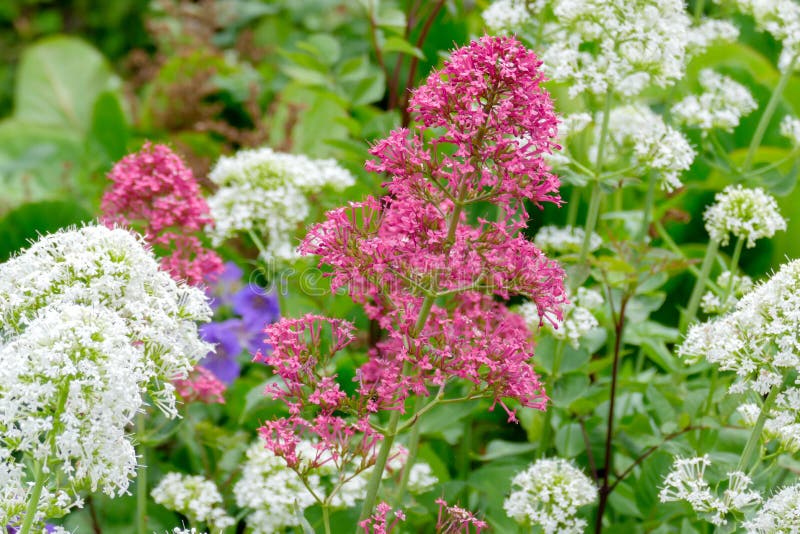 Red and White Valerian stock image. Image of color, centranthus - 72518937