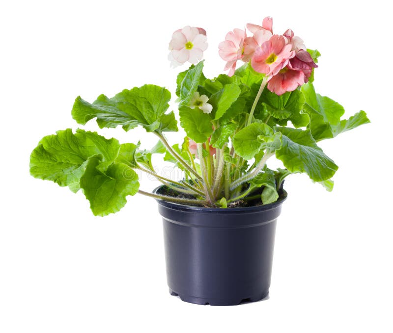 Red and white violet stock photo. Image of color, nature - 29066650