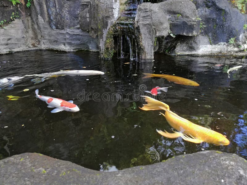 Red,white and Yellow Koi Fish Swing at the Pond Stock Image - Image of ...