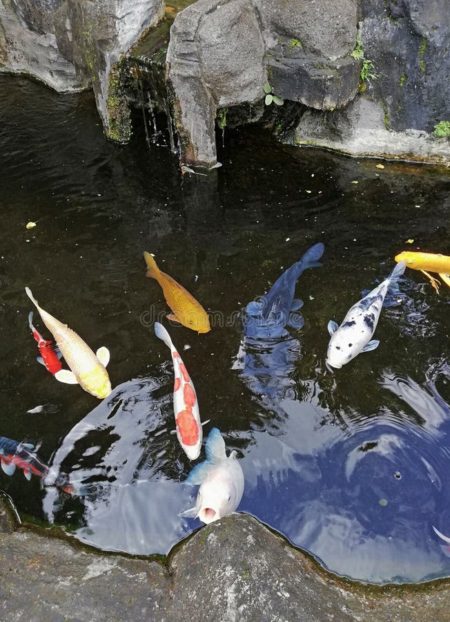 Red,white and Yellow Koi Fish Swing at the Pond Stock Image - Image of ...