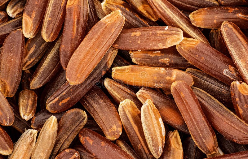 Red Wholegrain Rice Under Microscope, Image Width 18mm Stock Photo ...