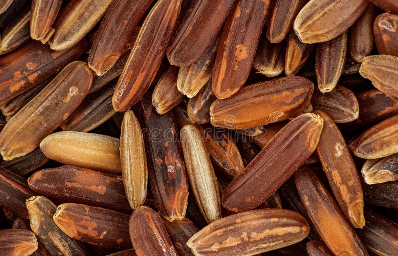 Red Wholegrain Rice Under Microscope, Image Width 18mm Stock Photo ...