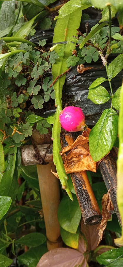 Red Wijayakusuma Fruit in the Garden in Front of the House Stock Photo ...