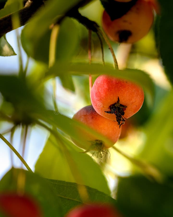 Red Wild Apples on a Branch Stock Image - Image of healthy, orchard ...