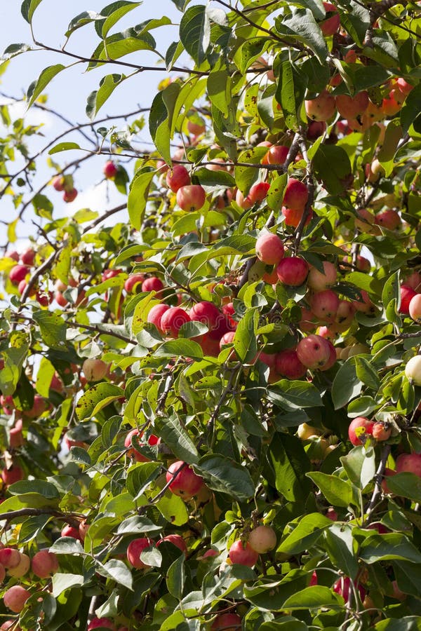 Many small red sour apples stock photo. Image of leaf - 128552740