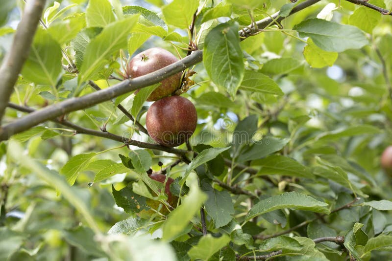 698 Chinese Red Date Tree Stock Photos - Free & Royalty-Free Stock ...