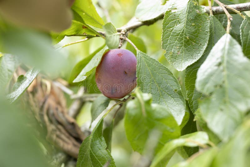 625 Chinese Red Date Tree Photos - Free & Royalty-Free Stock Photos ...