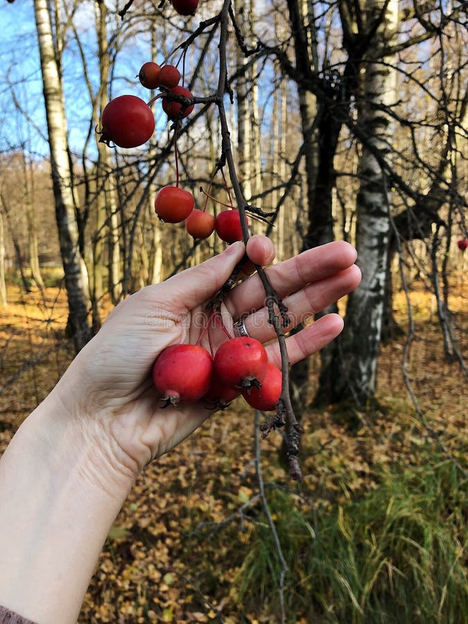 Red Wild Apples on a Tree in the Forest Stock Photo - Image of autumn ...
