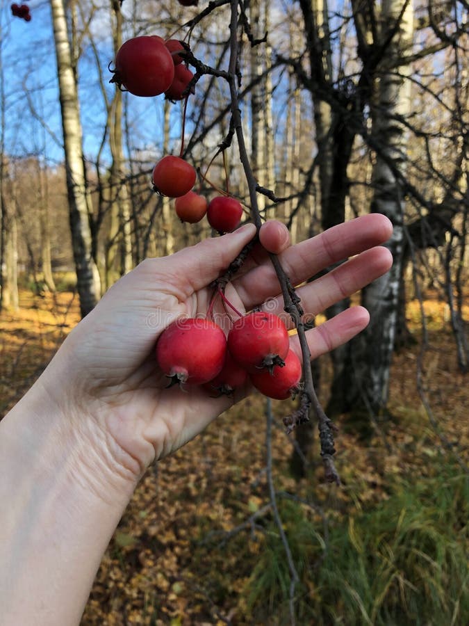 Red Wild Apples on a Tree in the Forest Stock Photo - Image of autumn ...
