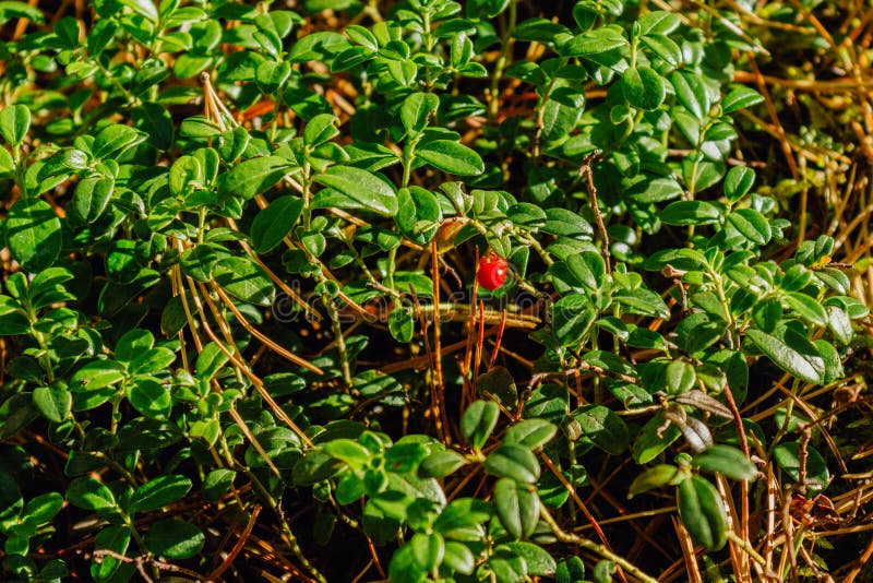 Red wild berries in forest stock image. Image of health - 112748823