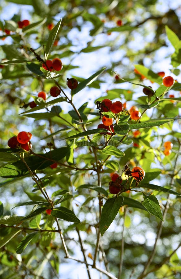 Red Wild Berries in the Forest on Sun Stock Image - Image of flower ...
