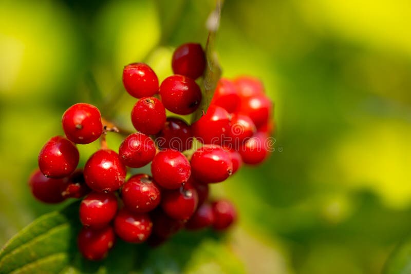 Red Wild Berries on a Growing Bush Stock Image - Image of frosted ...