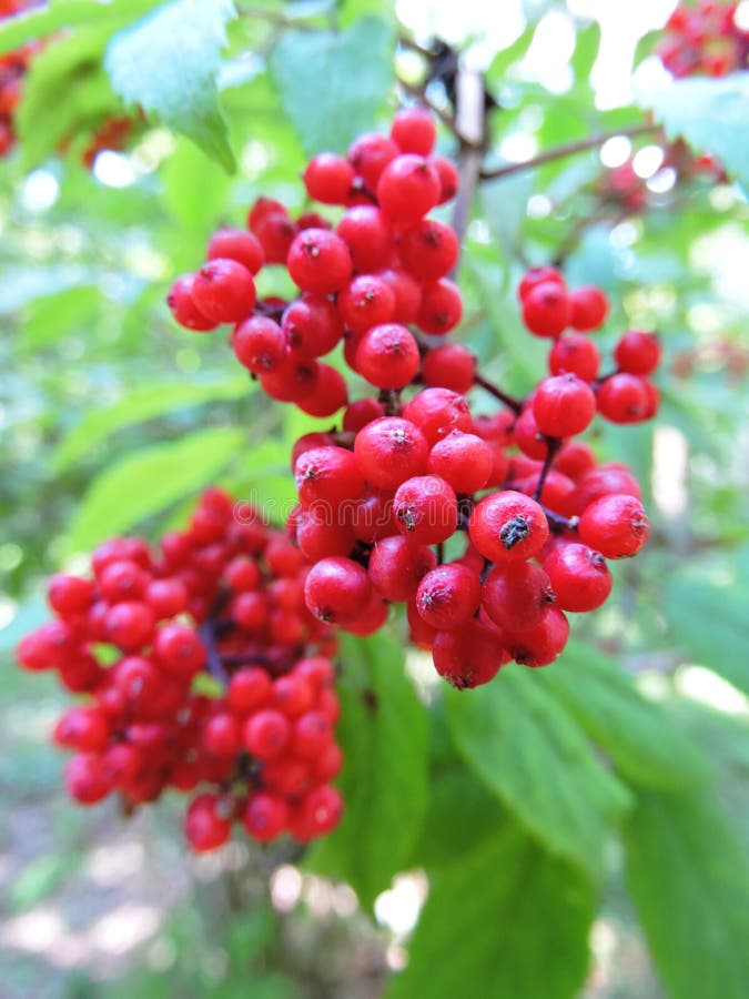 Red wild berry stock image. Image of shrubs, curative - 86188155