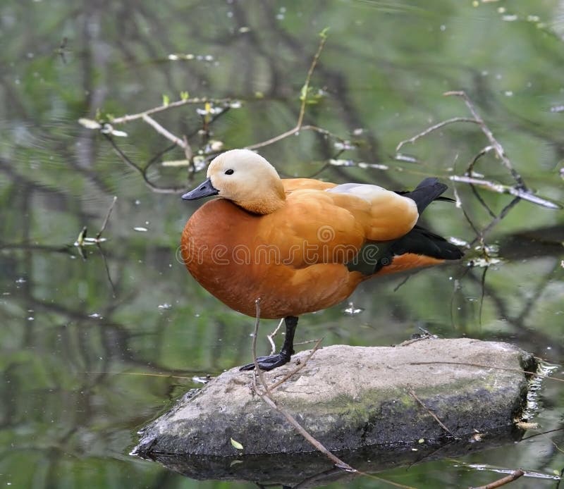 Red Wild Duck Picture. Image: 5764544