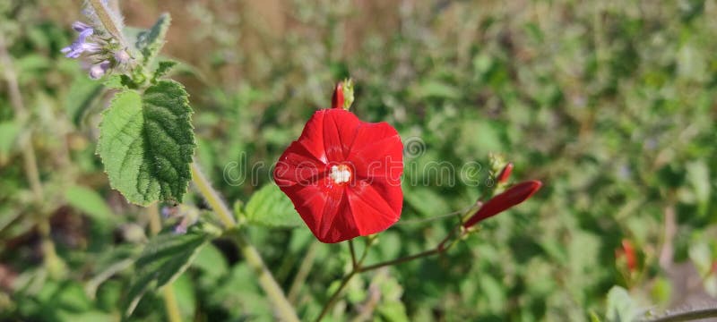 Red Wild Flower stock photo. Image of blur, botany, flower - 233829710