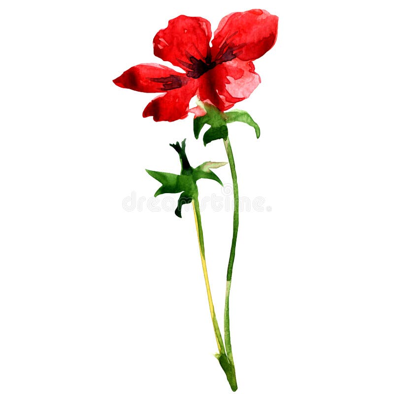 Red White Bloom Stock Illustrations – 61,941 Red White Bloom Stock ...