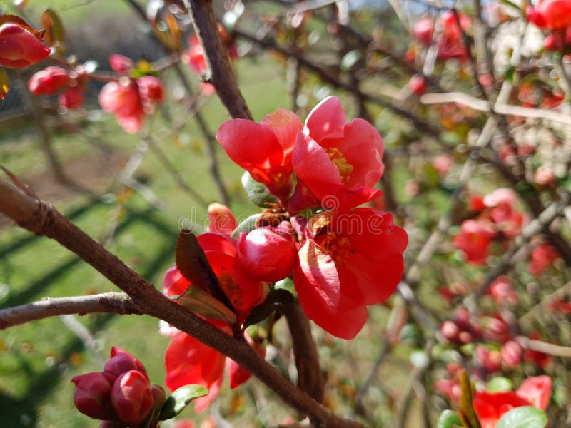 Red wild flower in nature stock photo. Image of tree - 232117546