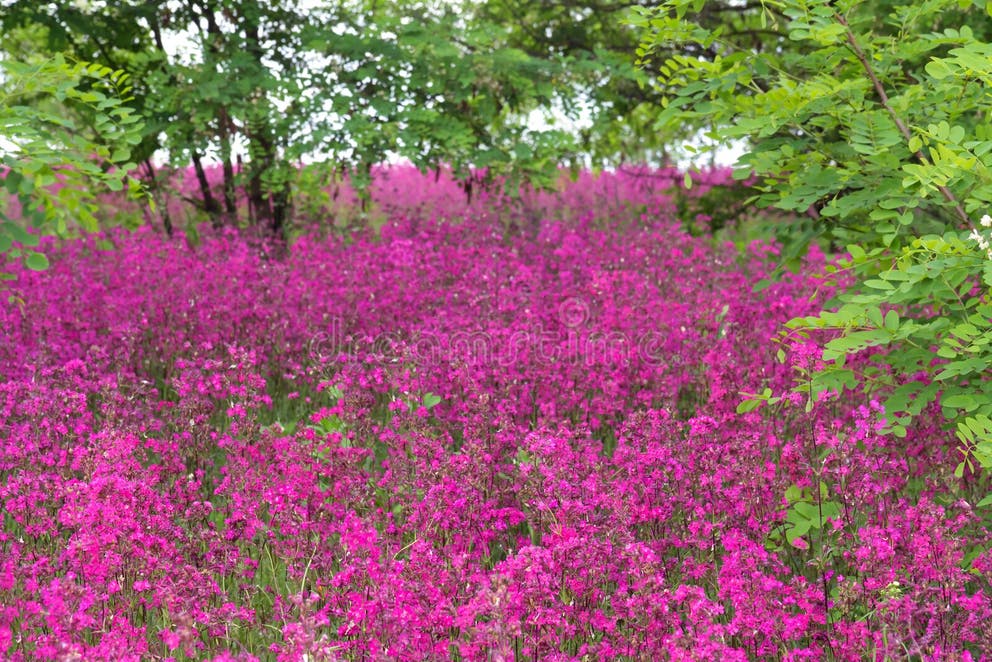 Red wild flowers stock photo. Image of copy, pattern - 25456624