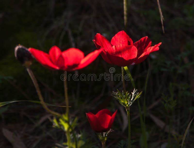 Red Wild Flowers - Anemones - Illuminated by the Rays of the Sun Stock ...