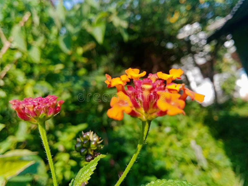 Red wild flowers stock image. Image of blossom, floral - 239957079