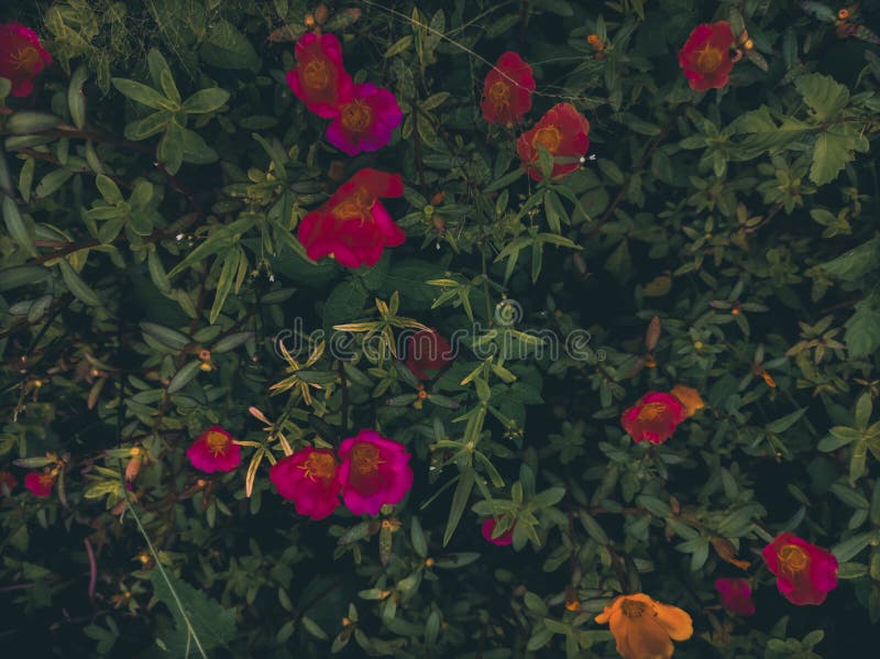 Red Wild Flowers Growing in the Yard Stock Photo - Image of orange ...