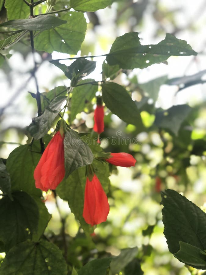 Red stock photo. Image of wild, deep, flowers, color - 261882844