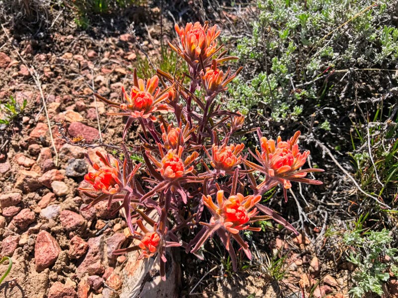 Red Wild Flowers in Spring, California Stock Image - Image of flower ...