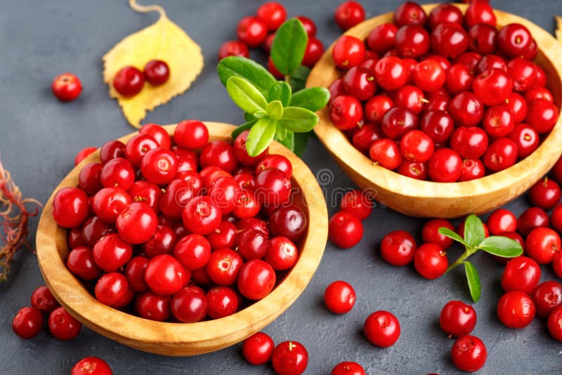 Red Wild Forest Berry - Lingonberry Stock Image - Image of delicious ...