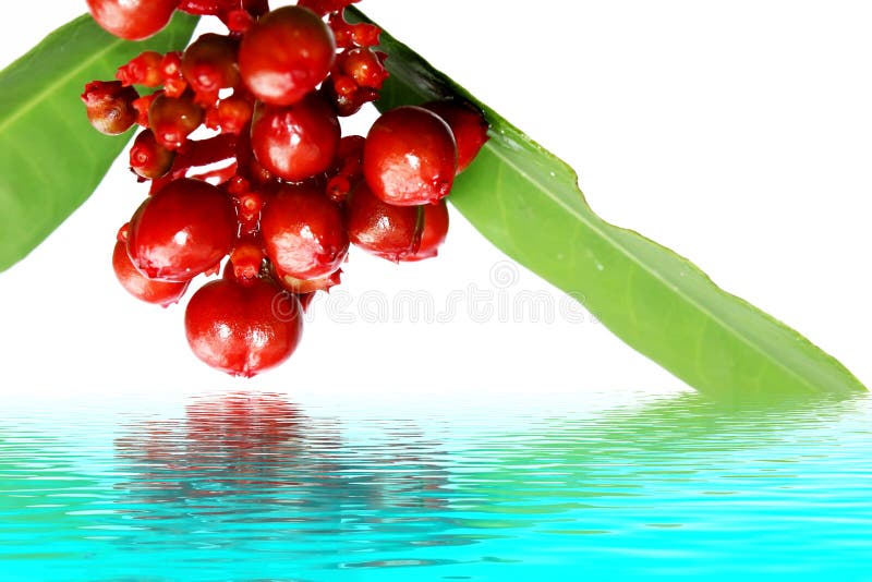 Red Wild Fruit Isolated on White Stock Photo - Image of bush, branch ...