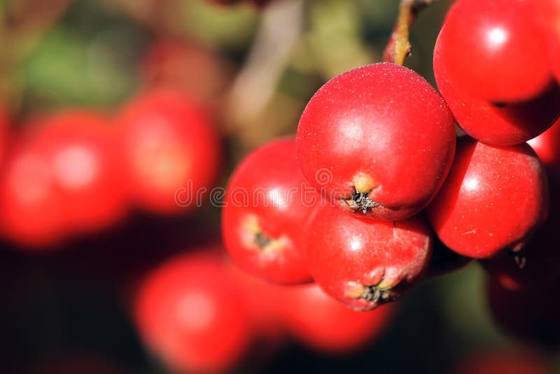 Red wild fruits stock image. Image of multiflora, close - 26852145