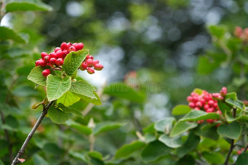 Red Wild Fruits Inside a Wood Stock Photo - Image of cuisine, soft ...