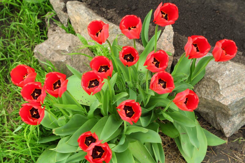 Red Wild Growing Tulips in the Garden. Stock Image - Image of tulipa ...