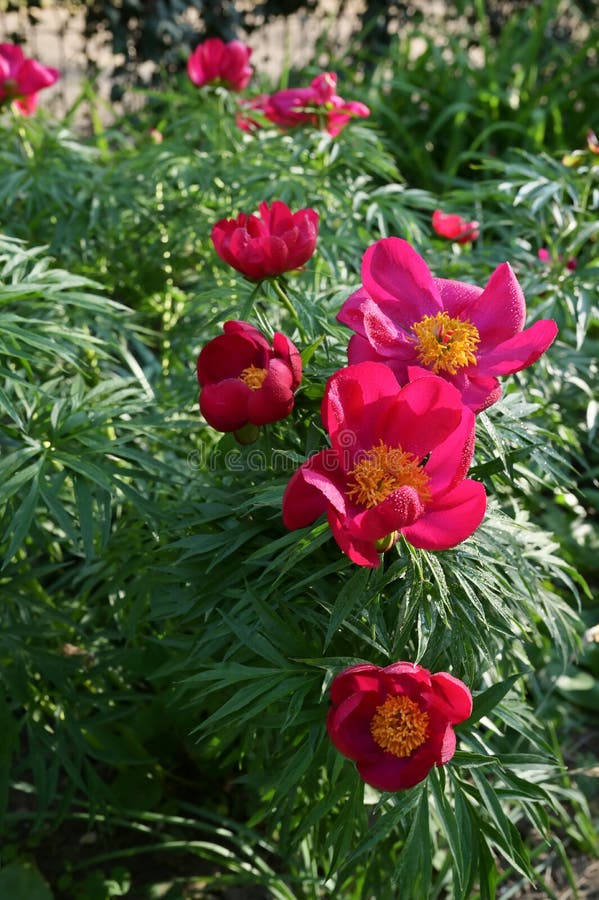 Red Wild Peony Flowers In A Garden Stock Image - Image of garden ...