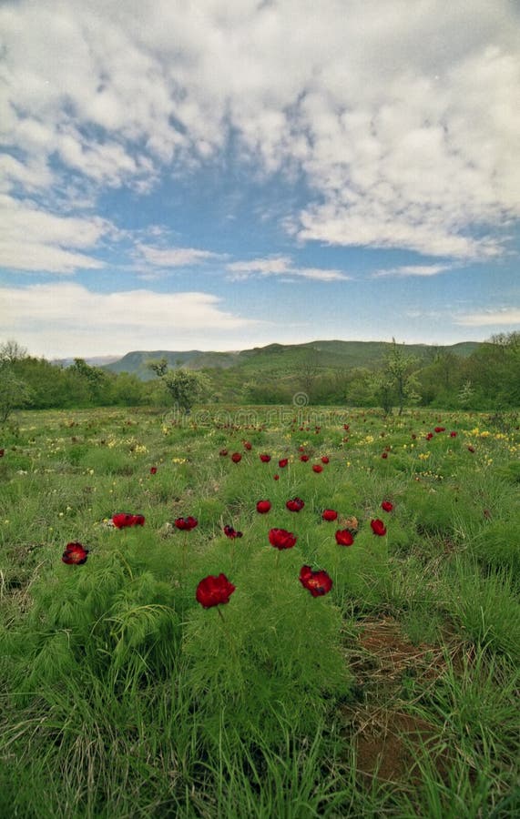 Red Wild Peony, Grass and Clouds Stock Image - Image of august, open ...
