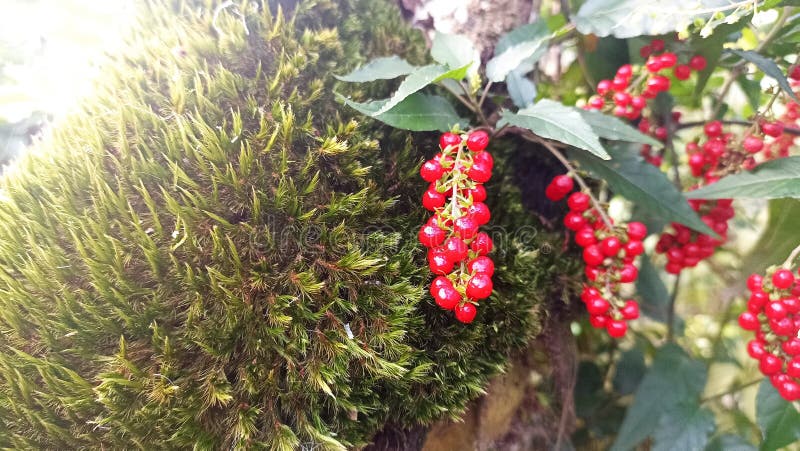 Red Wild Plants that Grow in the Front Yard of the House Stock Photo ...