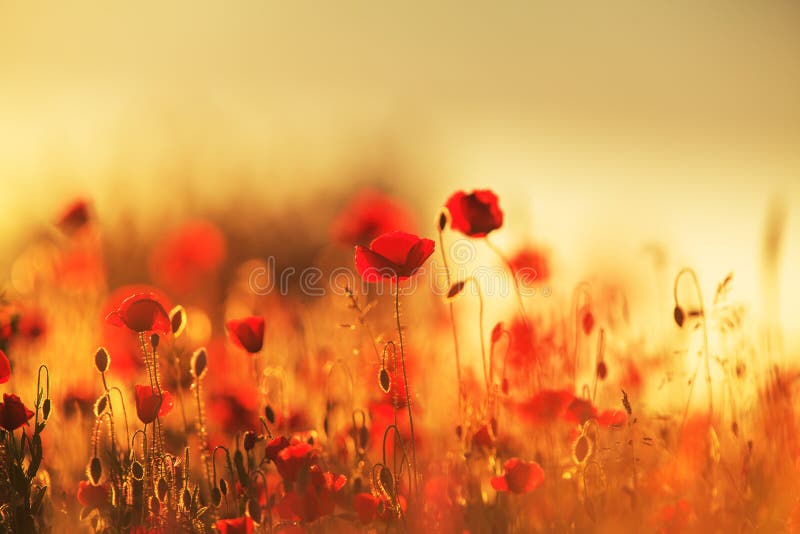 Red Wild Poppies And Rural Fields Stock Image - Image of botany, grow ...