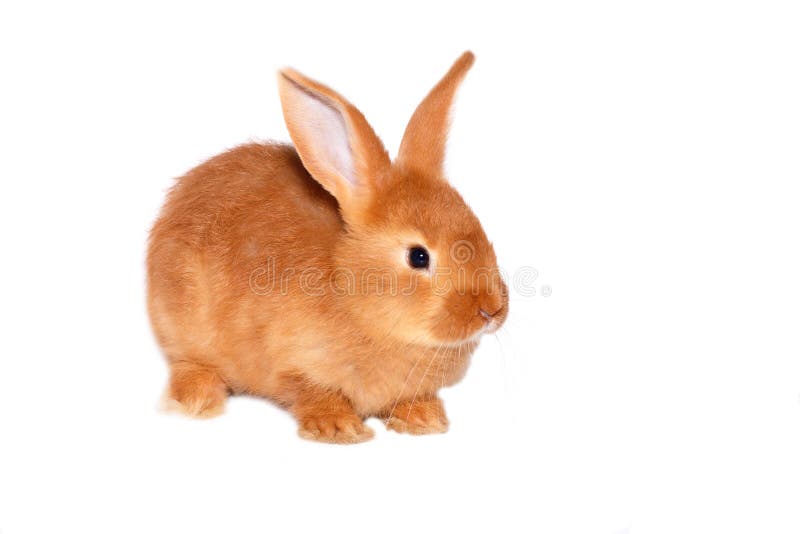 Red wild rabbit on white stock image. Image of adorable - 144518919