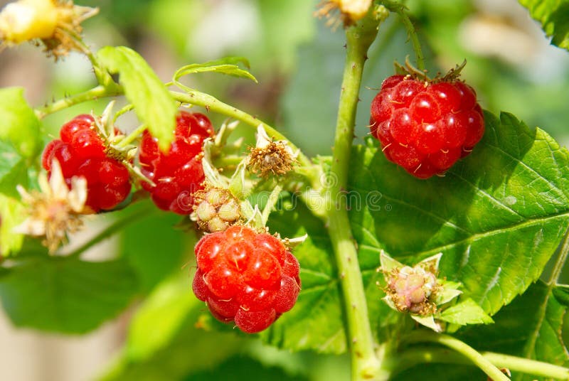 Raspberry Growing stock photo. Image of nature, design - 32273066