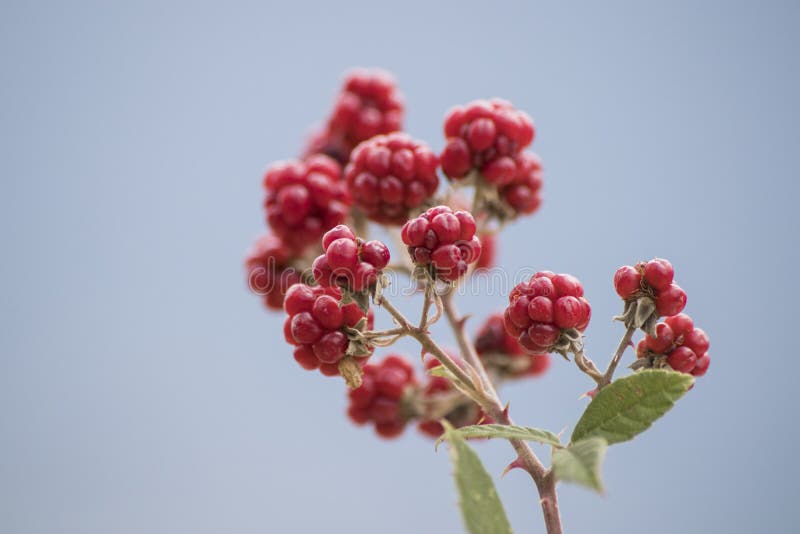 Red Wild Raspberries with Green Leaves in a Blue Sky Stock Image ...