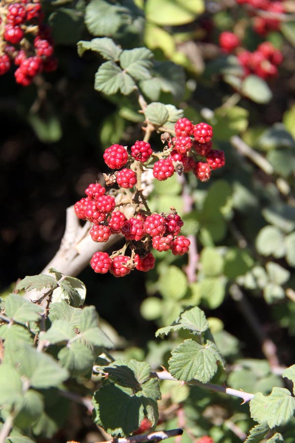 Red Wild Raspberry stock image. Image of black, wild - 159691697