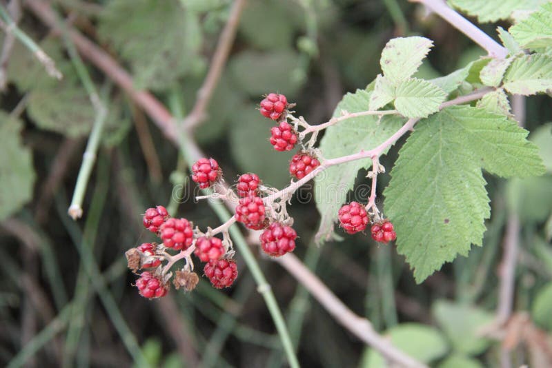 Red Wild Raspberry stock photo. Image of raspberry, nature - 160706058
