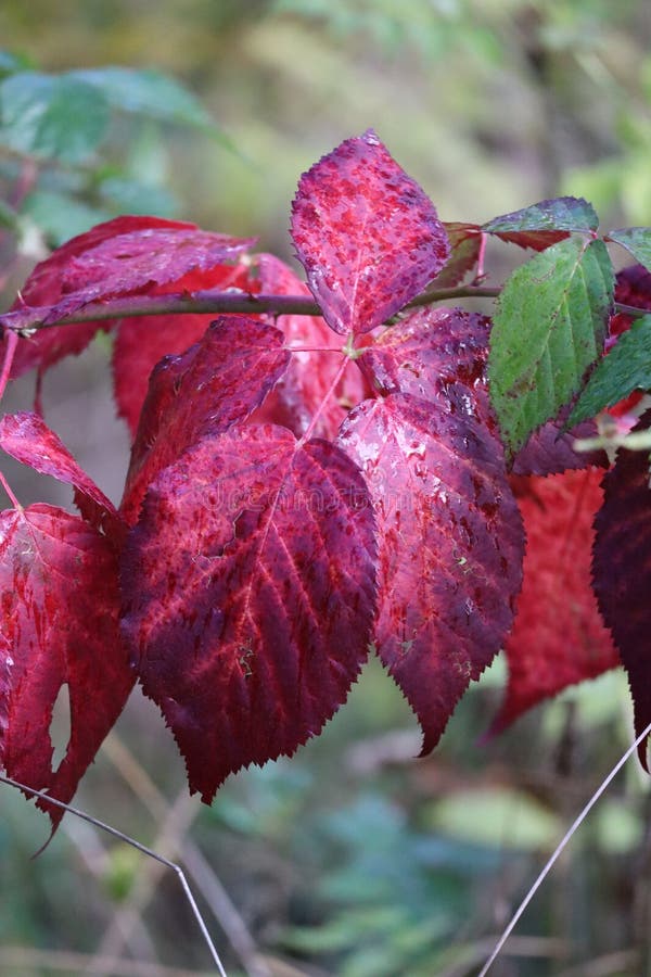 Red wild Raspberry leaf stock photo. Image of autumn - 340135118