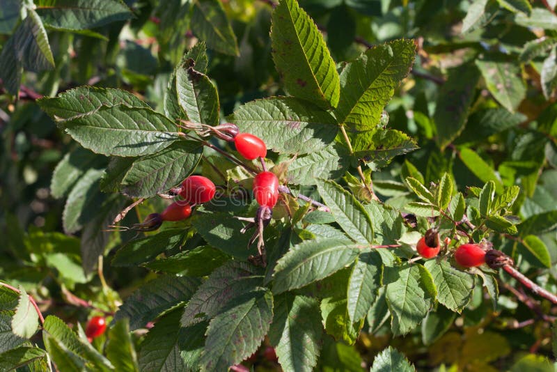 Red wild rose stock photo. Image of natural, nature, rosa - 11361644
