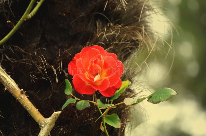 Red Wild Rose Flower on the Bark of an Old Palm Tree Stock Image ...