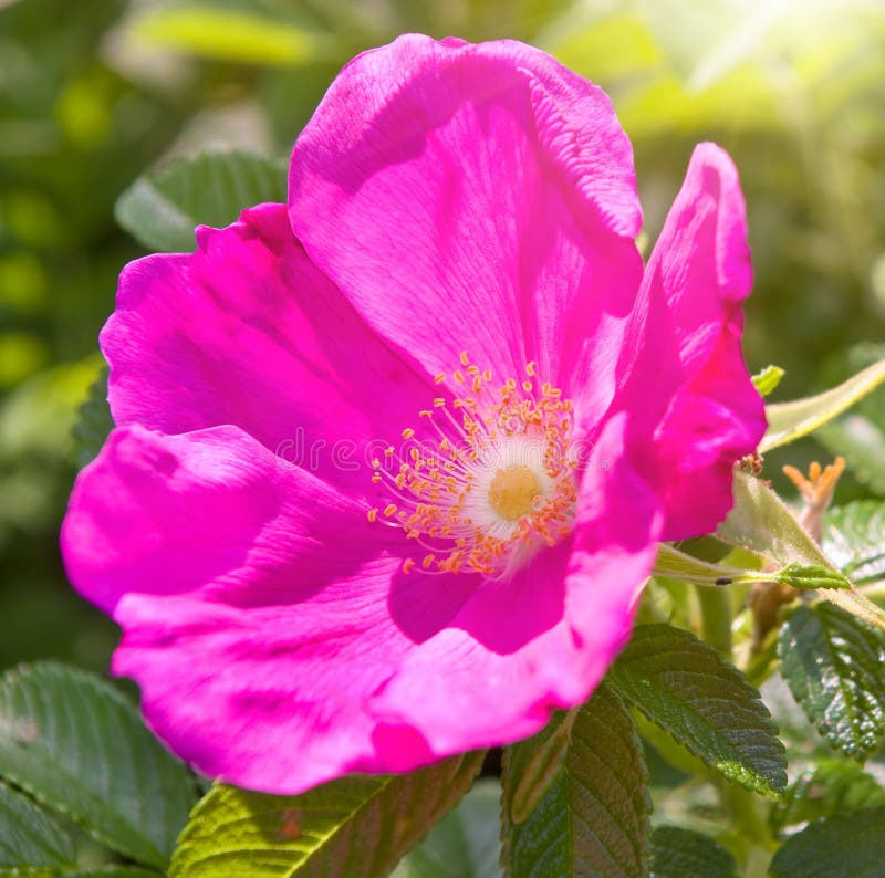 Red wild rose stock image. Image of green, botany, branch - 59646363