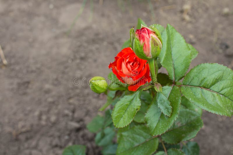 A Red Wild Rose Growing in the Garden Stock Image - Image of gardening ...