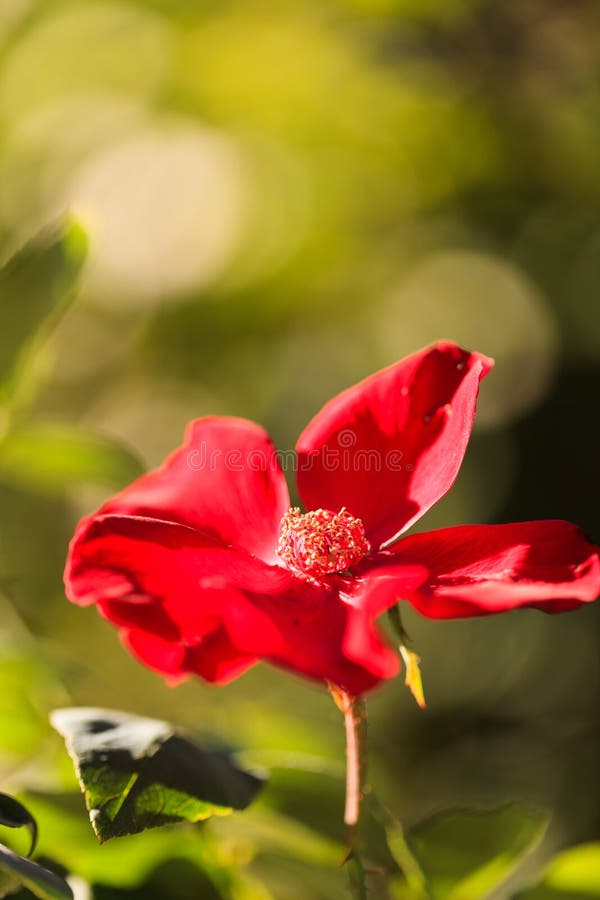 Chatham Cape Cod Beach Wild Roses Stock Photos - Free & Royalty-Free ...