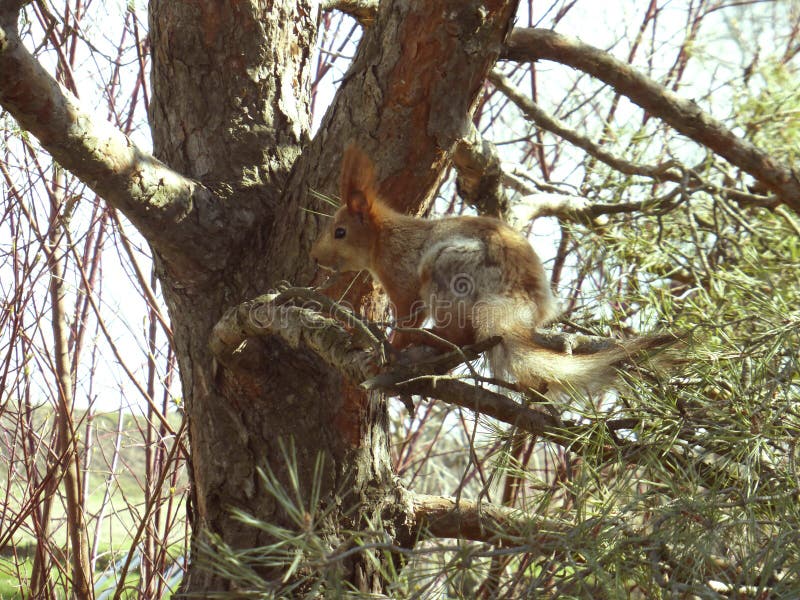 In Spring, Red Squirrel Sitting in a Coniferous Tree Stock Image ...