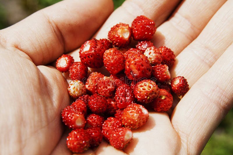 Red wild strawberries stock photo. Image of healthcare - 47090854