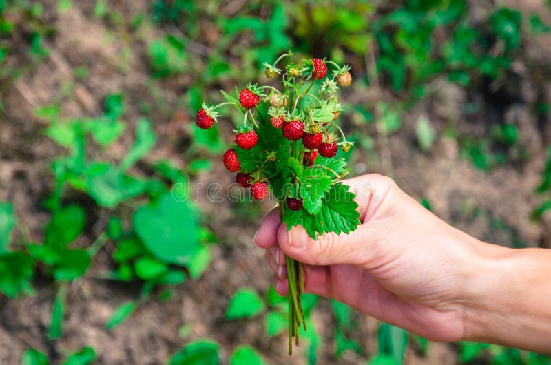 Red wild strawberry bunch stock image. Image of ripe - 55778847